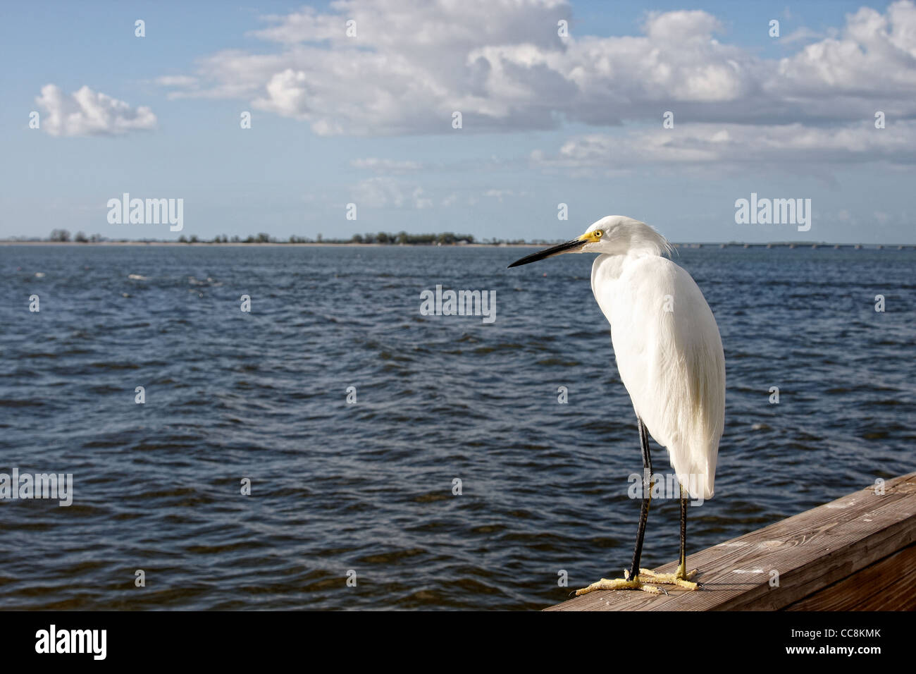 A large white bird perched on a pier at sea Stock Photo - Alamy