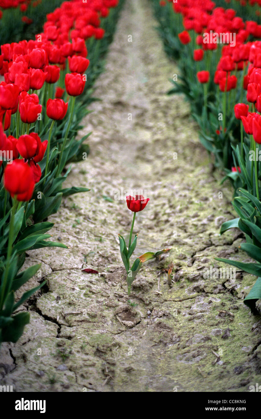 Rows of red tulips with one red tulip separate in middle of row in ...
