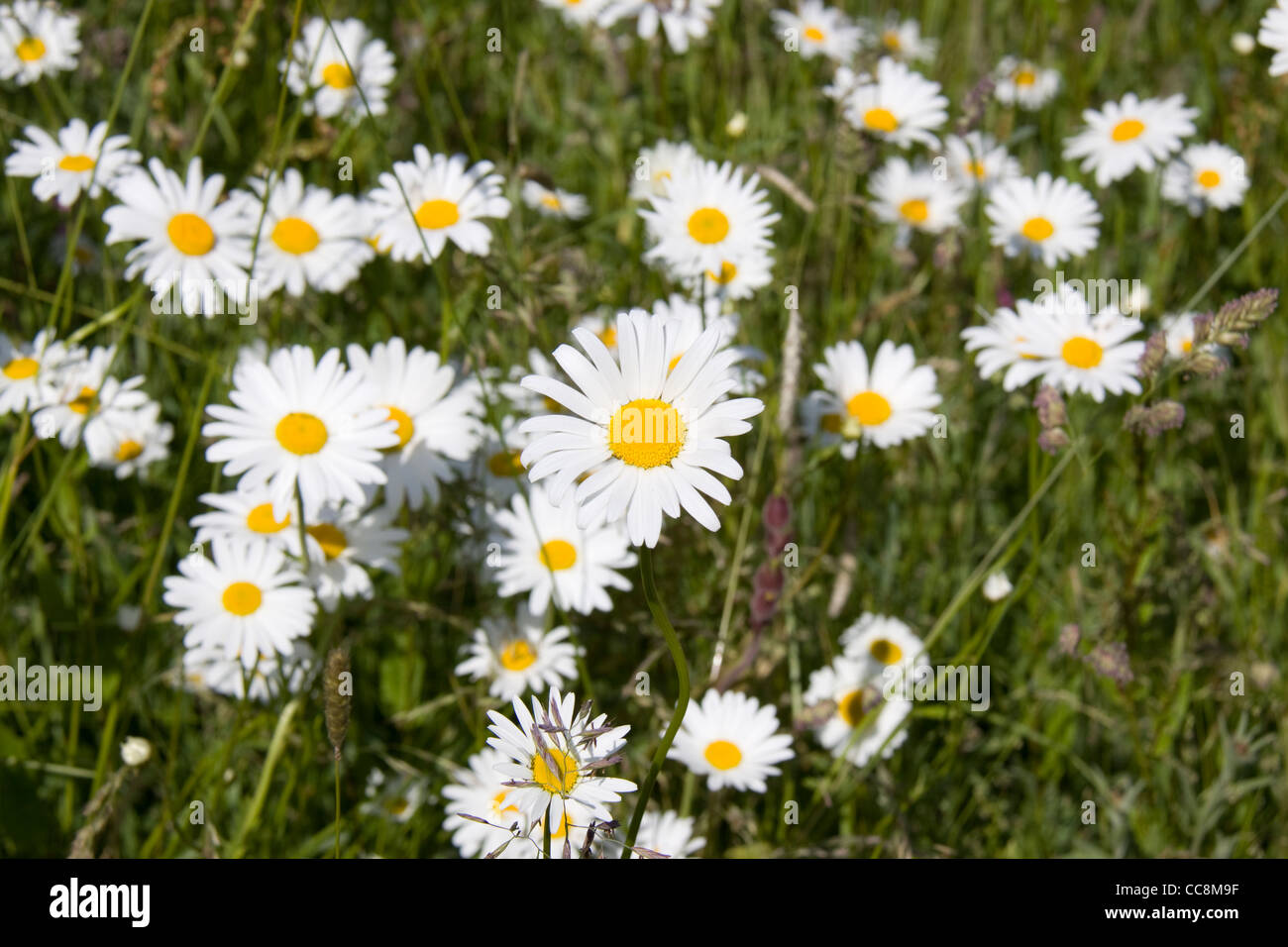 Daisies field hi-res stock photography and images - Alamy