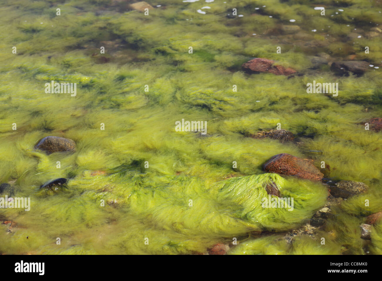 green seaweed in sea water Stock Photo - Alamy