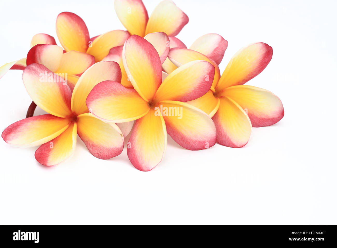 Frangipani hi-res stock photography and images - Alamy