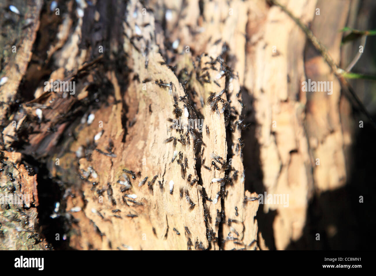 ants, lasius in forest tree Stock Photo - Alamy