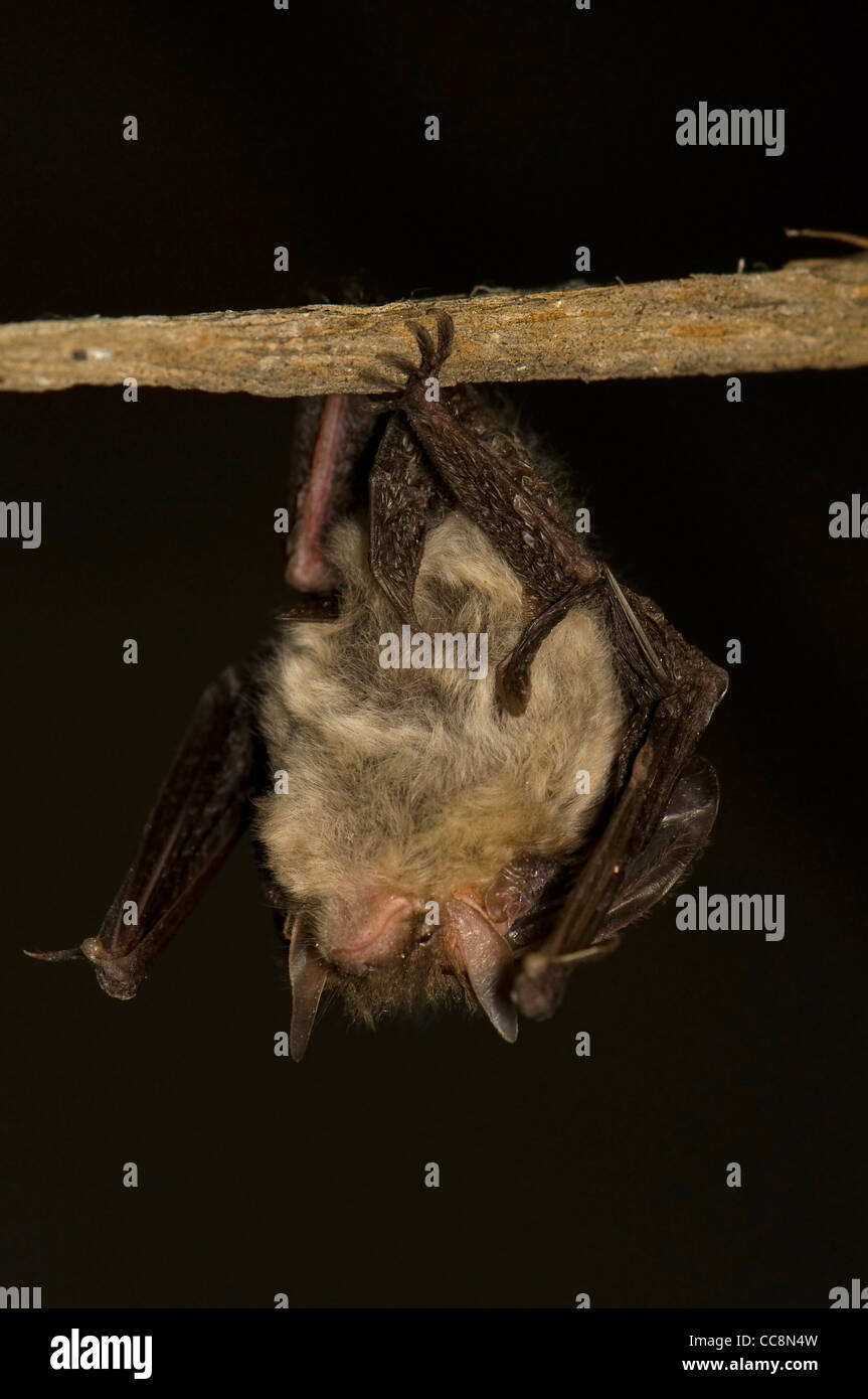 Flying bat close up hi-res stock photography and images - Alamy