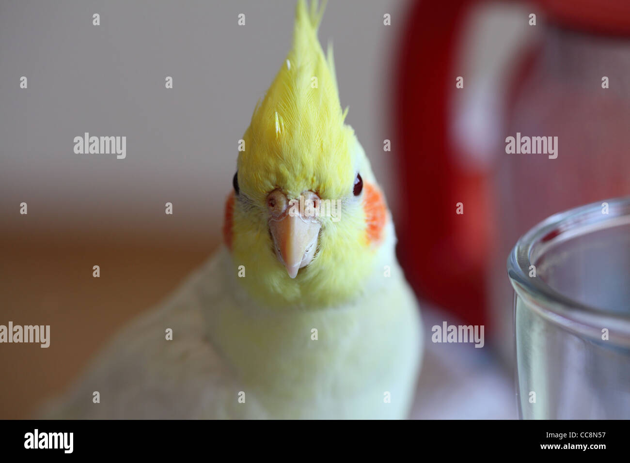 Cockatiel hand hi-res stock photography and images - Alamy