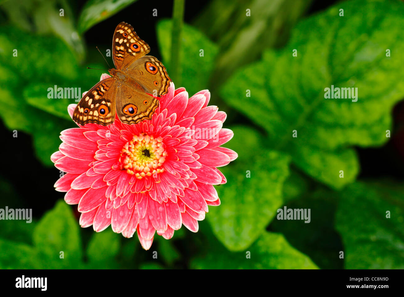 Stop insect hi-res stock photography and images - Alamy