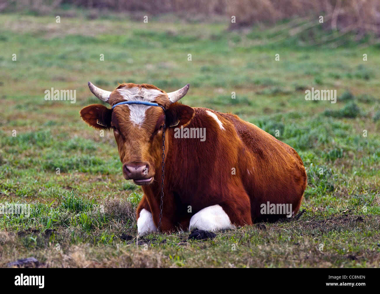 Bull grass hi-res stock photography and images - Alamy