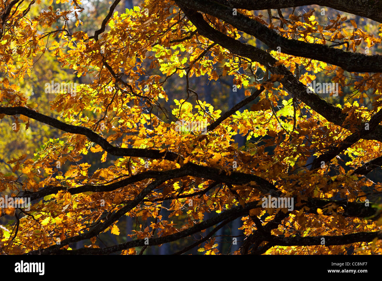 autumn leaves in the sun Stock Photo - Alamy