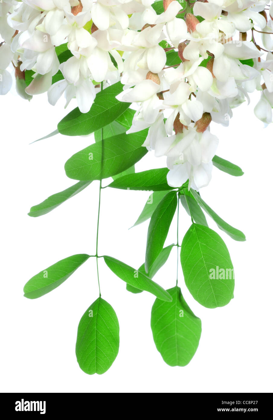 Acacia flowers isolated on a white background Stock Photo - Alamy