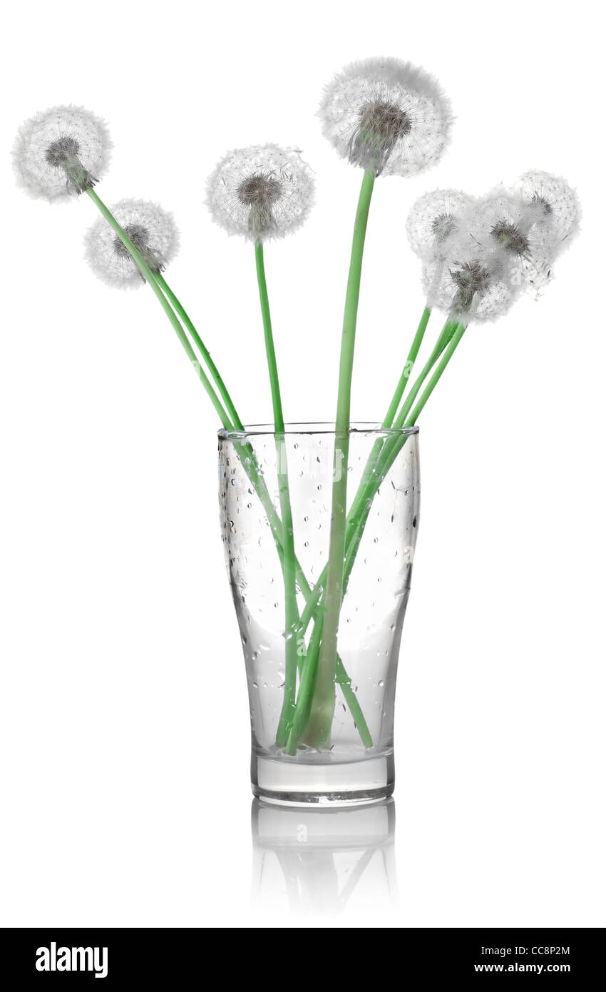 Dandelions in a glass isolated on white background Stock Photo - Alamy