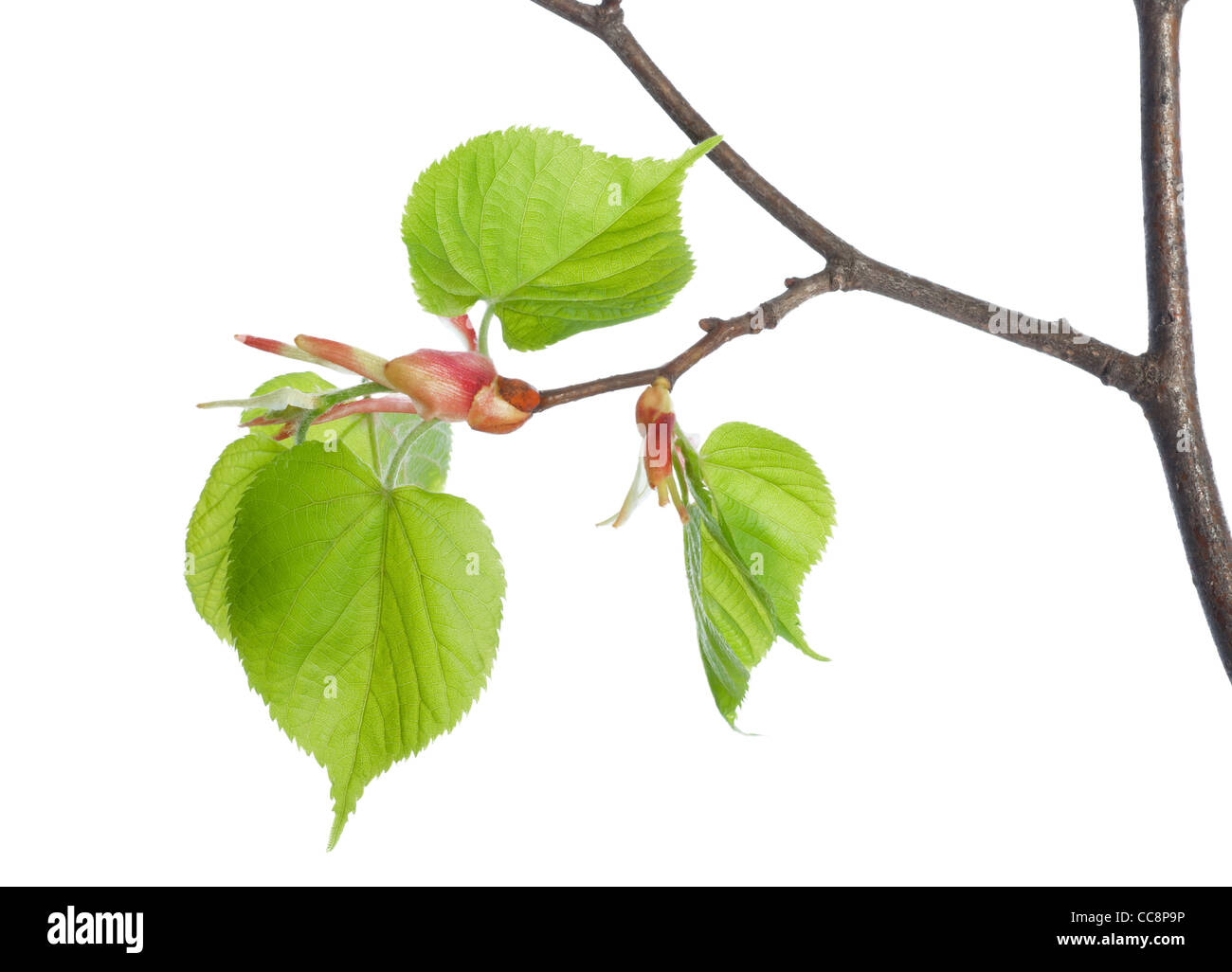 Lime tree isolated on a white background Stock Photo - Alamy