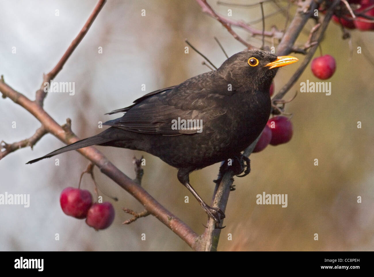 Male Blackbird (Turdus merula) in Crab Apple Tree (Malus Red Sentinel ...