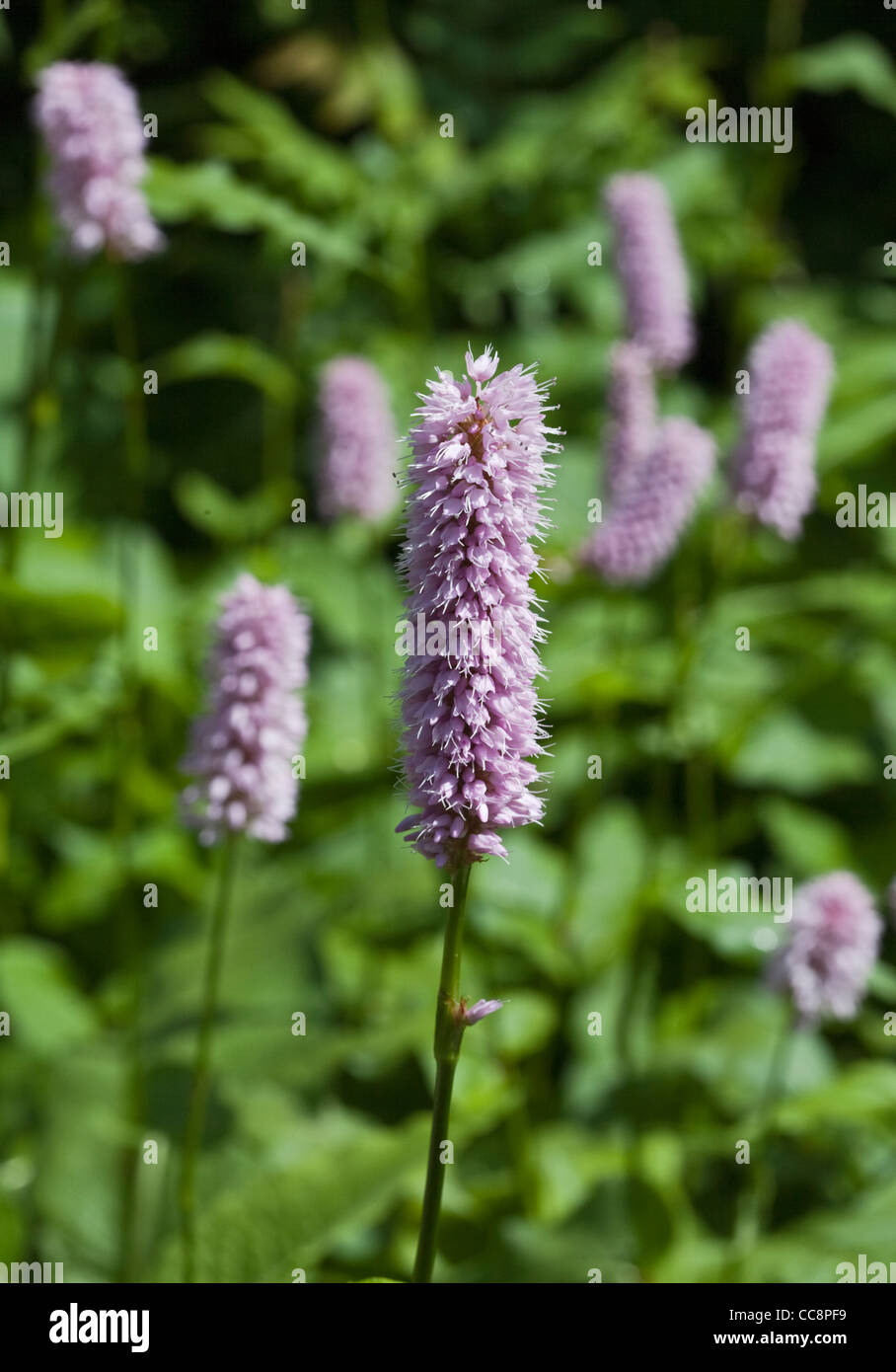 Persicaria Bistorta Superba Stock Photo - Alamy