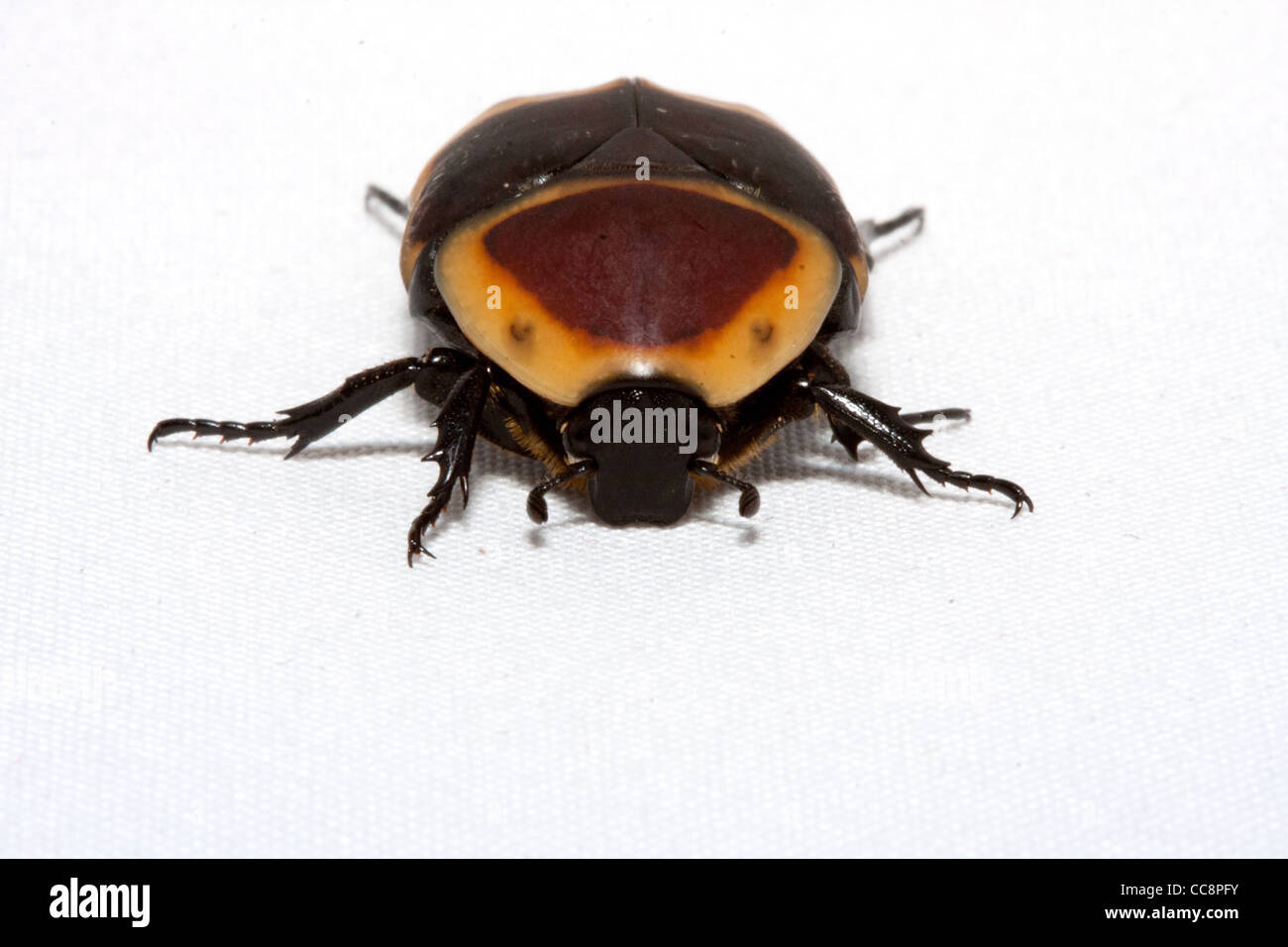Sun beetle hi-res stock photography and images - Alamy