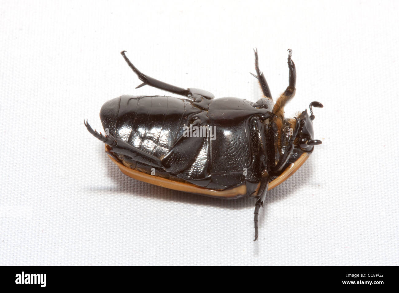 Falling sun beetle Stock Photo - Alamy