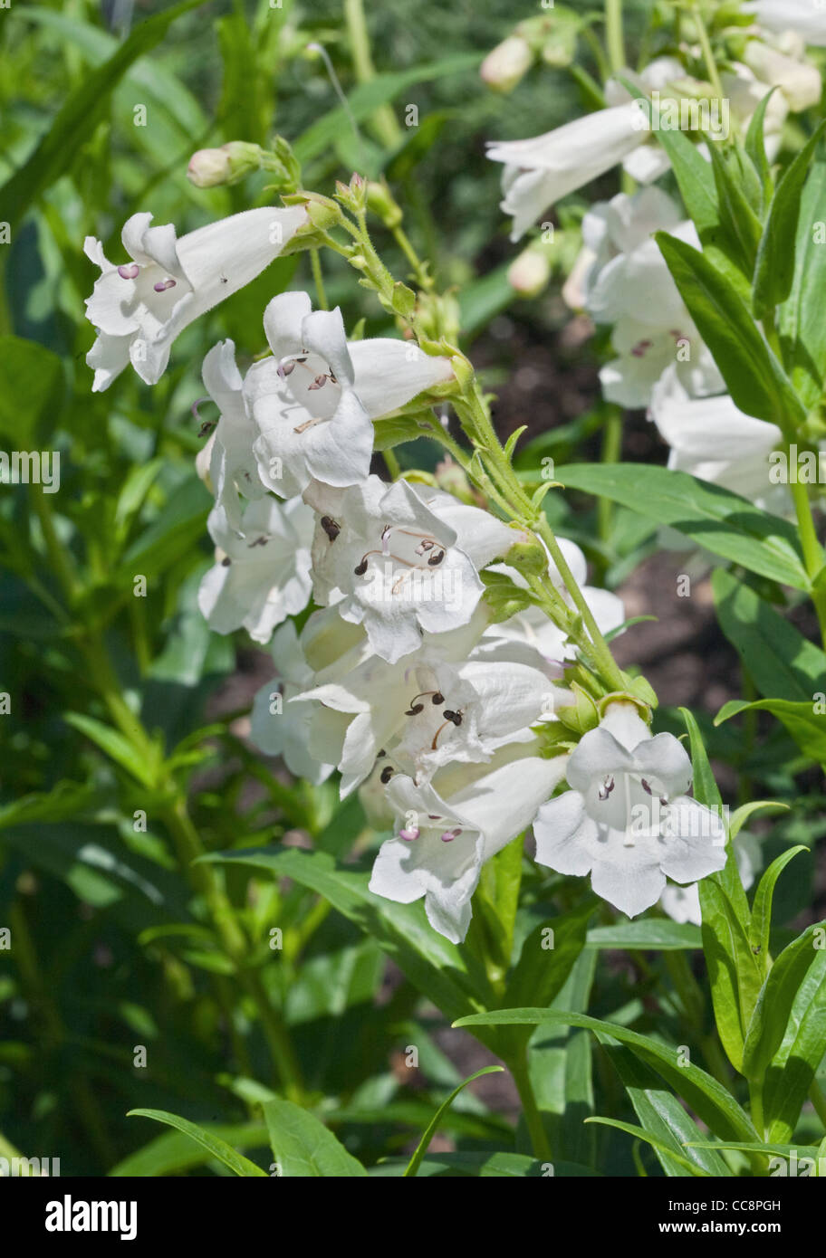 Penstemons hi-res stock photography and images - Alamy
