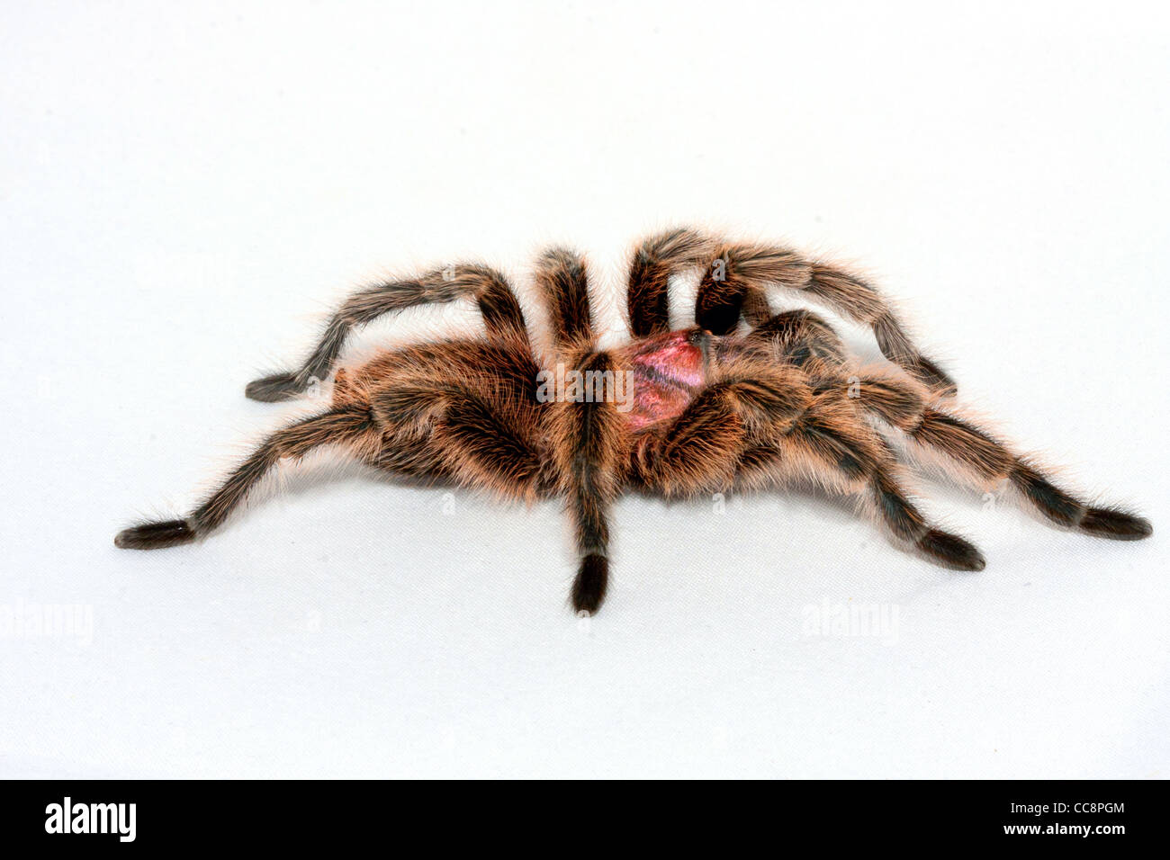 Chile Rose Tarantula Stock Photo - Alamy