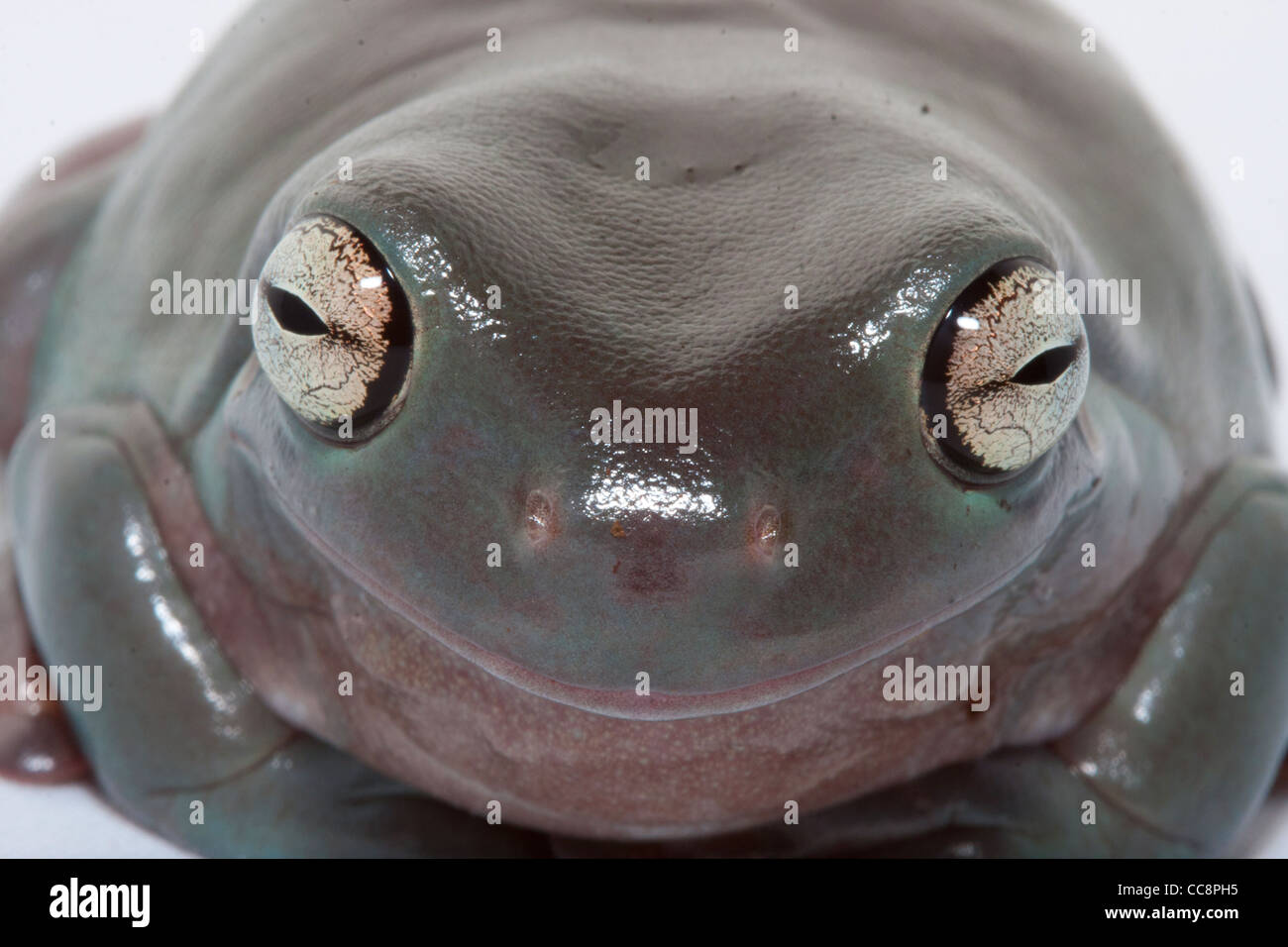 Green tree frog Stock Photo - Alamy