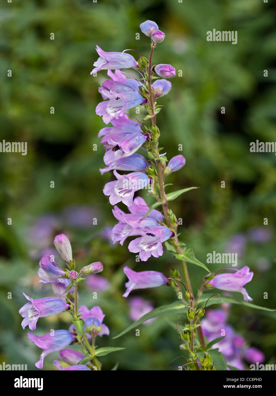 Penstemon Sour Grapes Stock Photo - Alamy