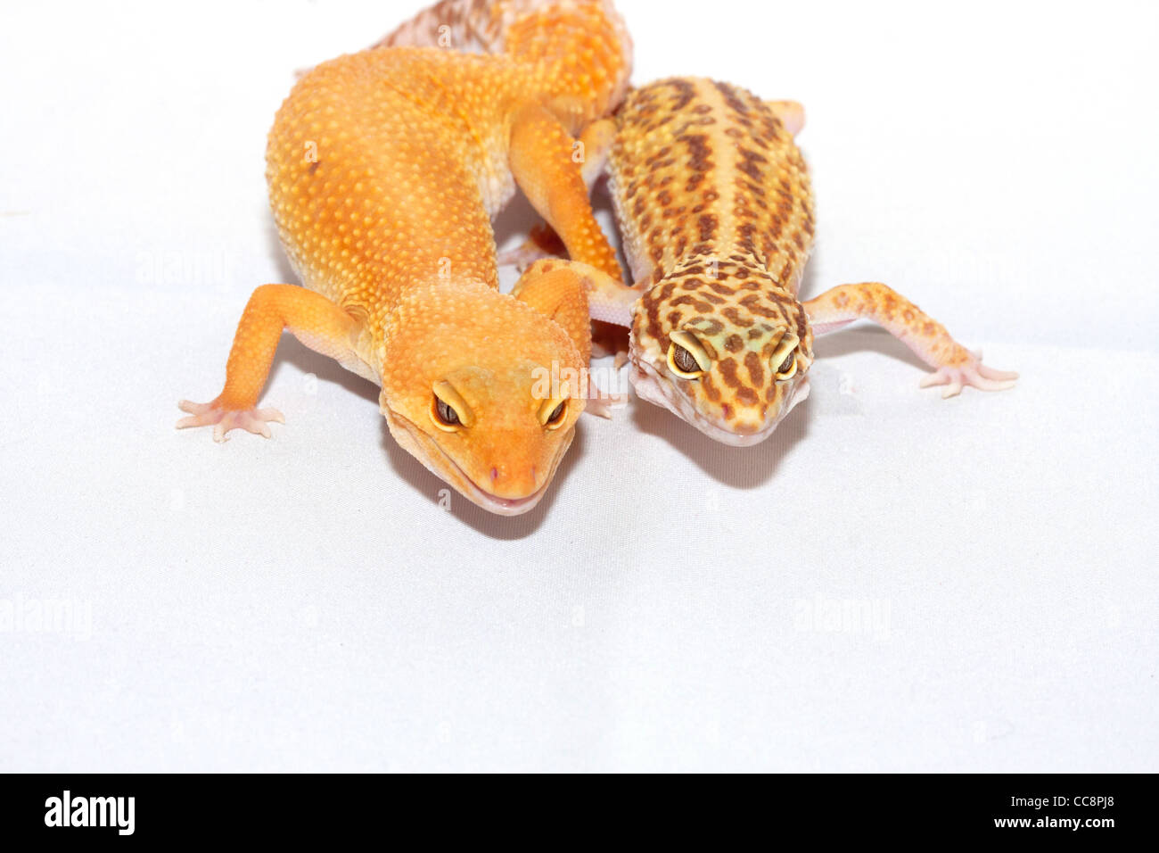 Two gecko hi-res stock photography and images - Alamy
