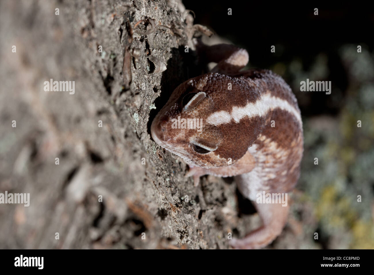 Fat tail gecko hi-res stock photography and images - Alamy