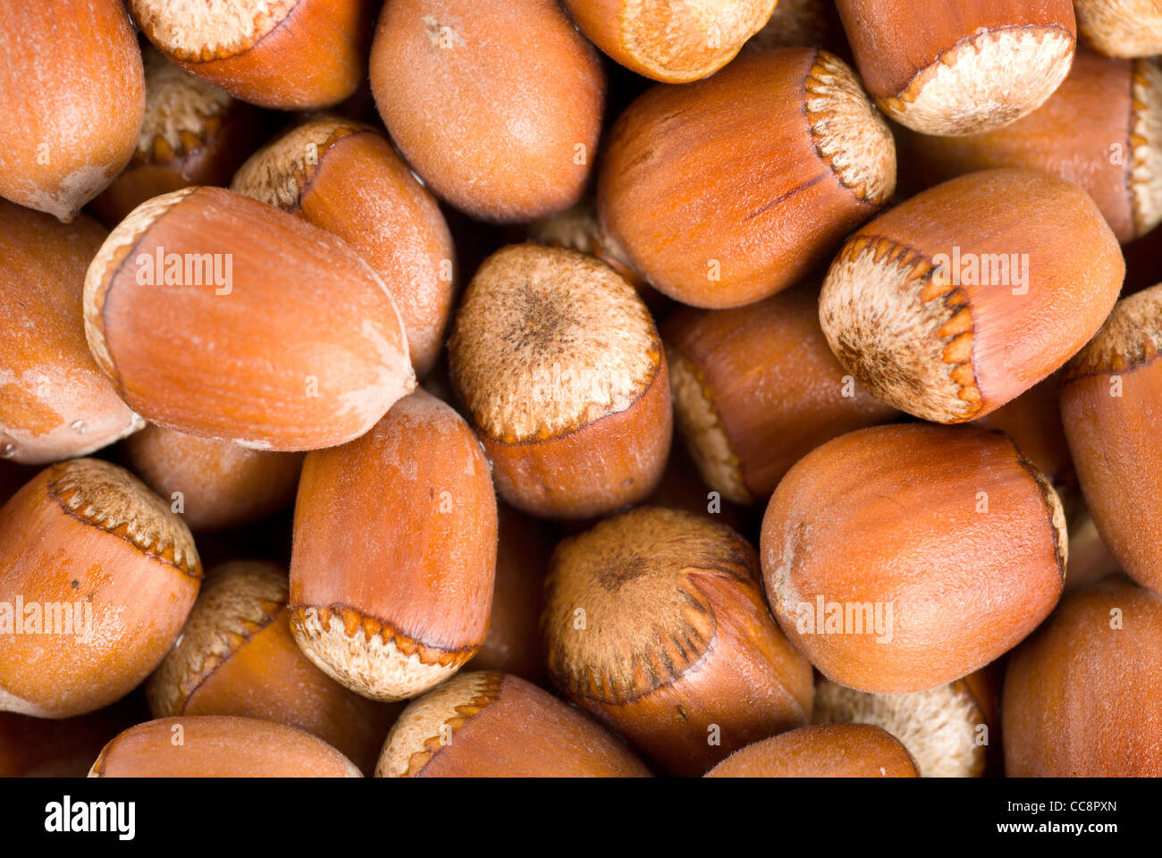 large group of forest ripe nuts. Background Stock Photo - Alamy