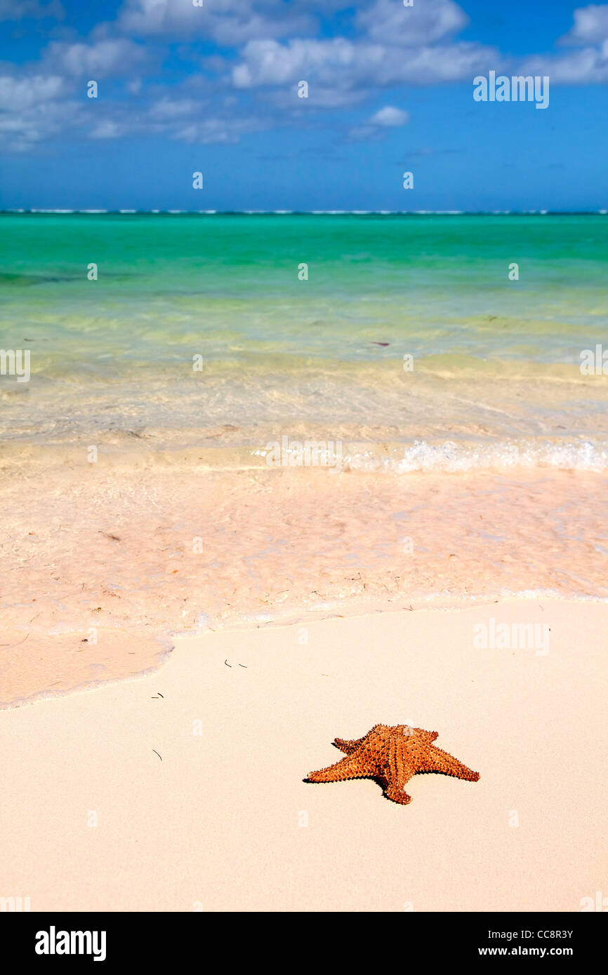Red starfish on a beautiful tropical beach Stock Photo - Alamy
