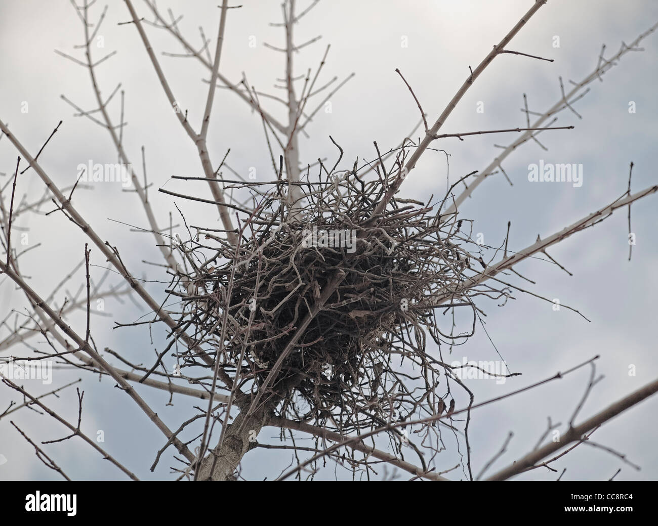 birds nest in tree top Stock Photo - Alamy