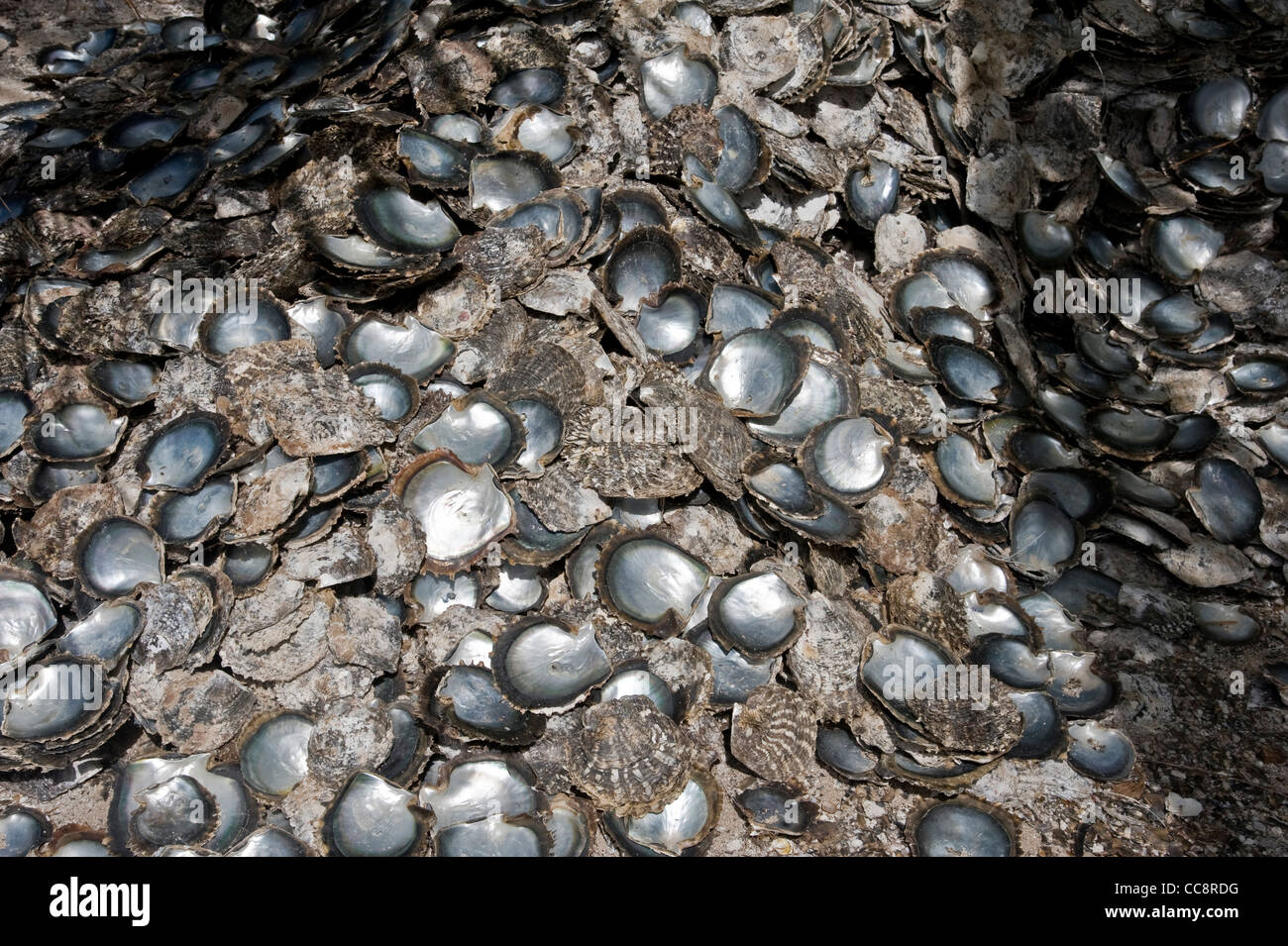 Perliculture hi-res stock photography and images - Alamy