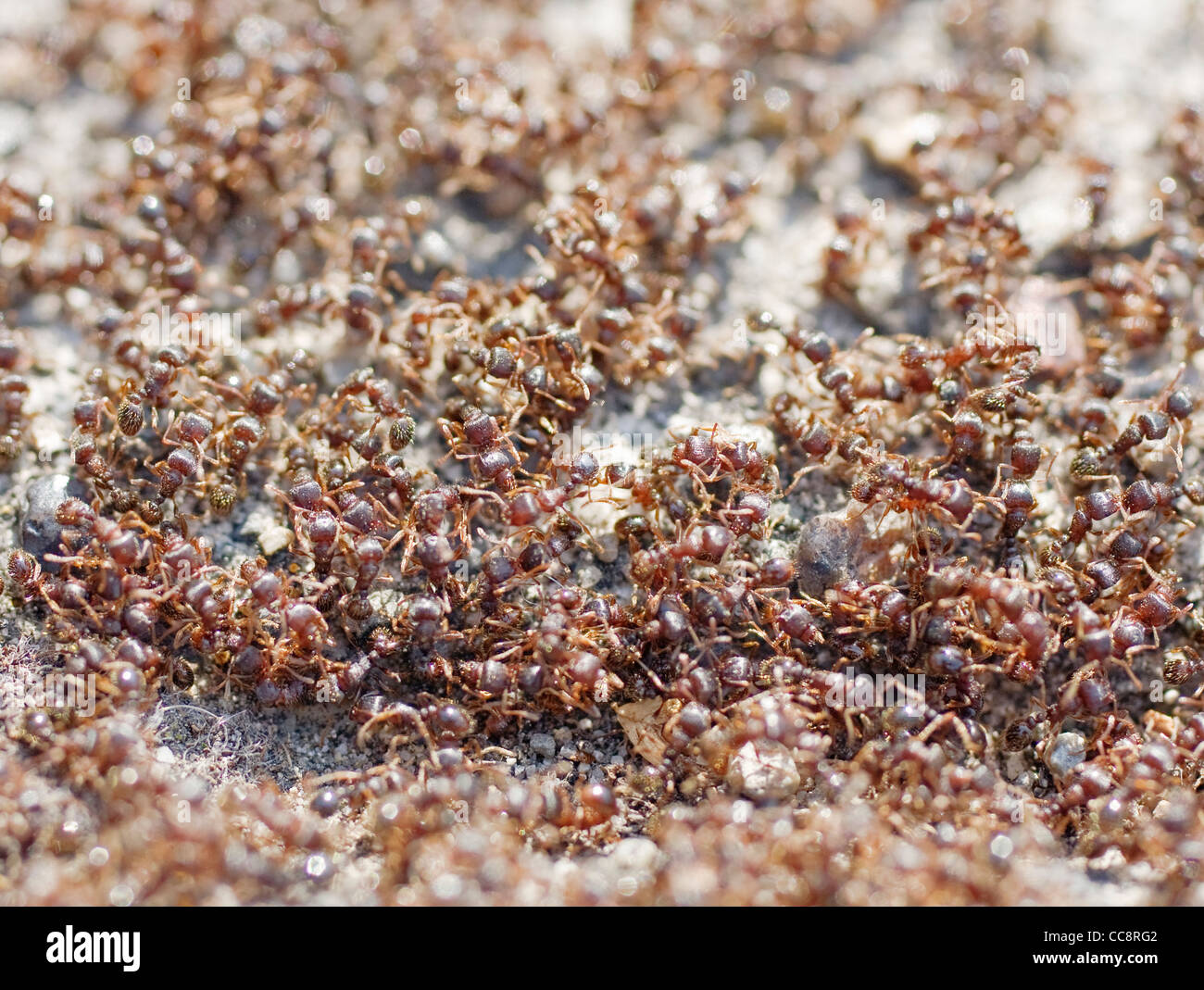 Ants gathering food to nest hi-res stock photography and images - Alamy