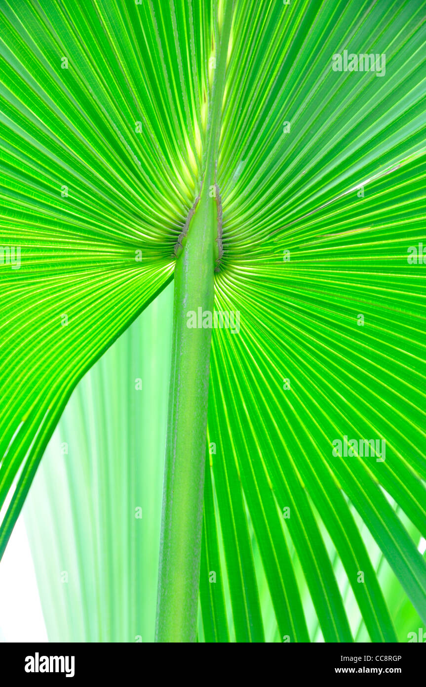 green leaf of cycas Stock Photo - Alamy