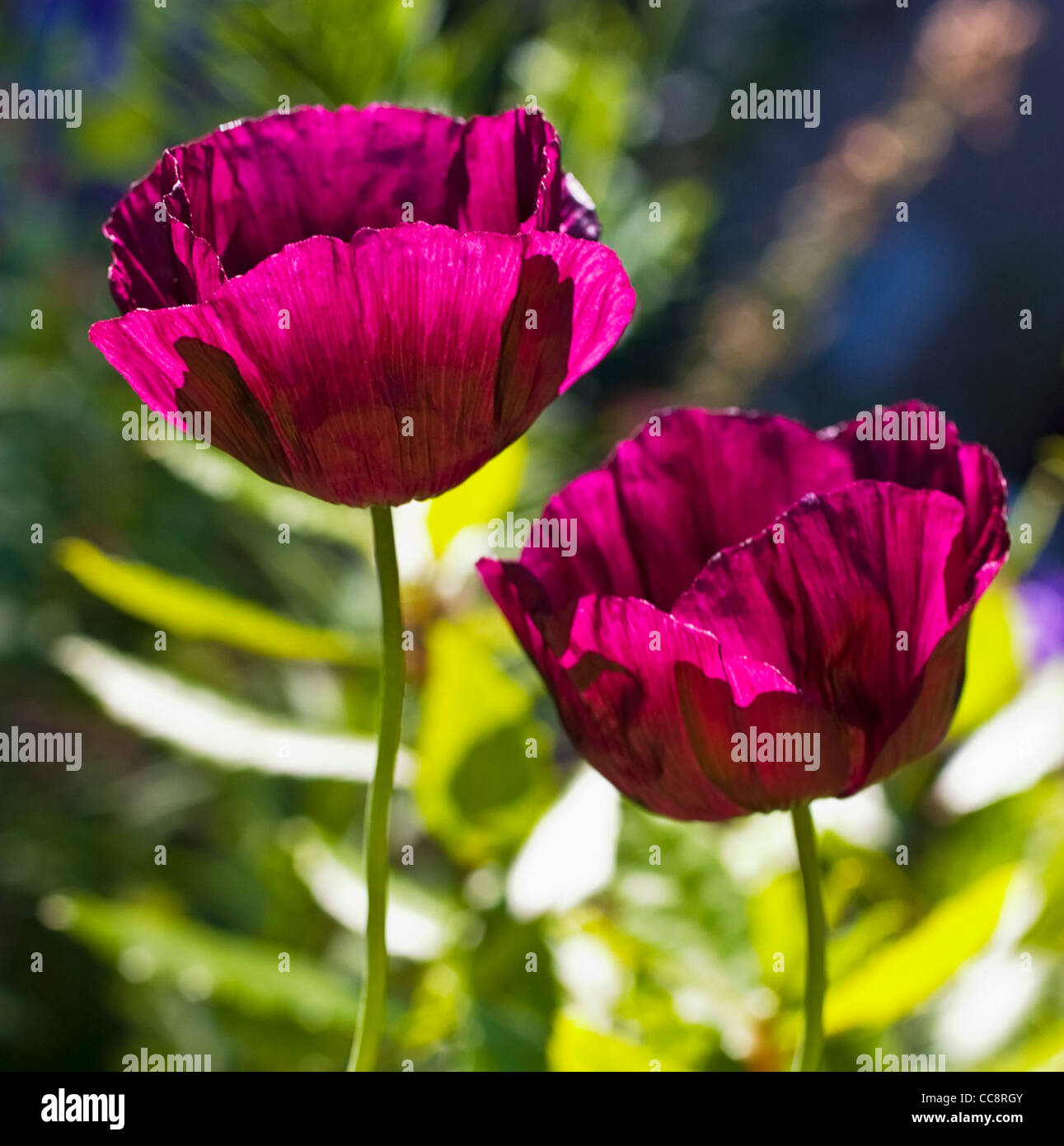 purple opium poppies Stock Photo - Alamy