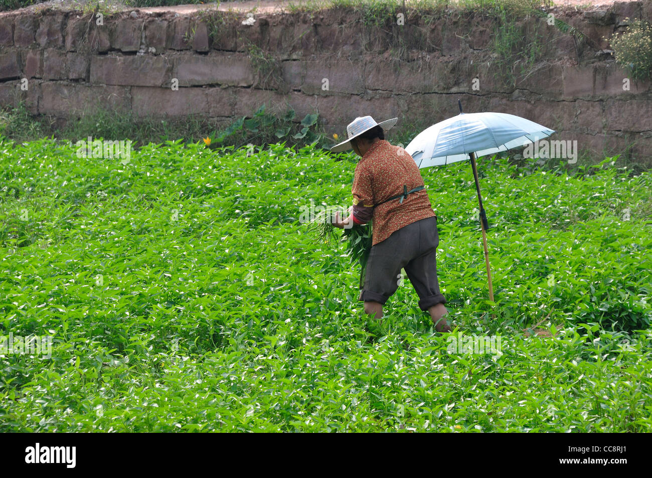 picking vegetable in the field Stock Photo - Alamy