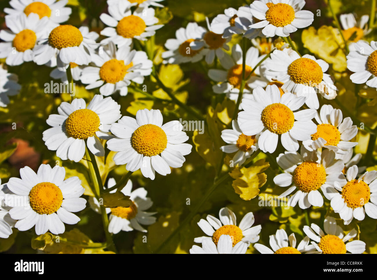 Feverfew medicine hi-res stock photography and images - Alamy