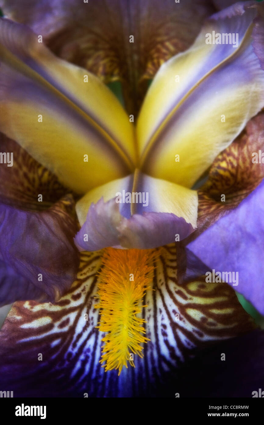 detail of tiger iris Stock Photo - Alamy