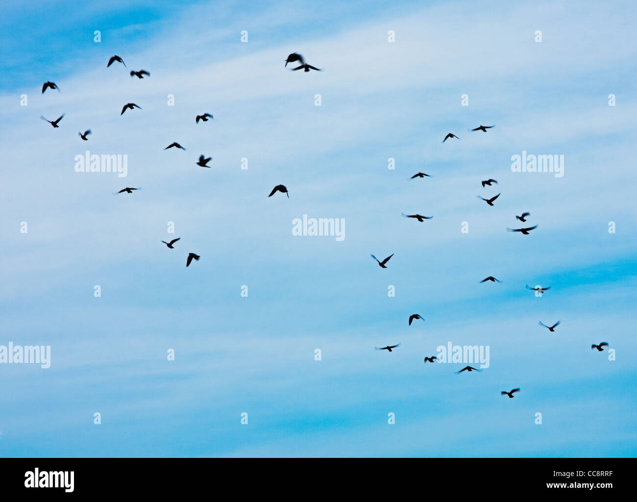 Crows in flight hi-res stock photography and images - Alamy