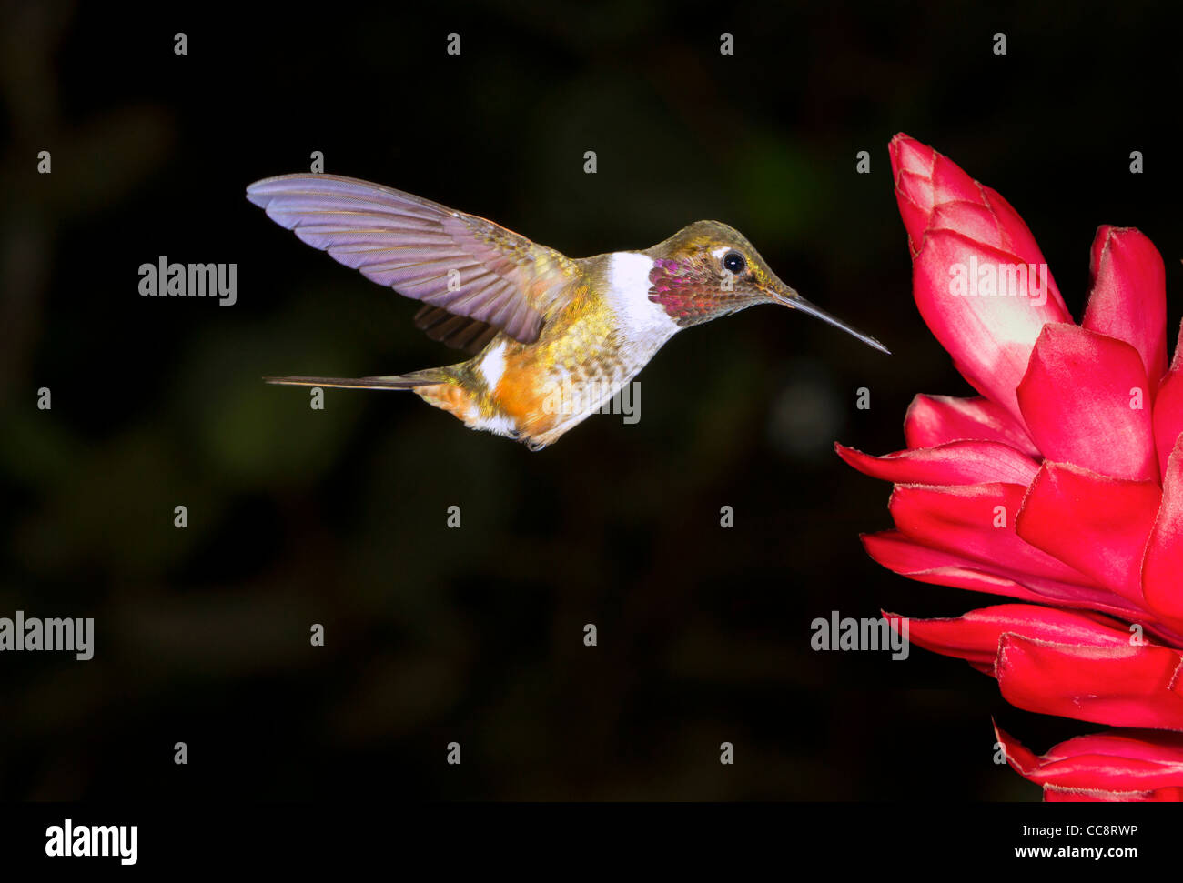 Scintillant hummingbird (Selasphorus scintilla) in Monteverde ...