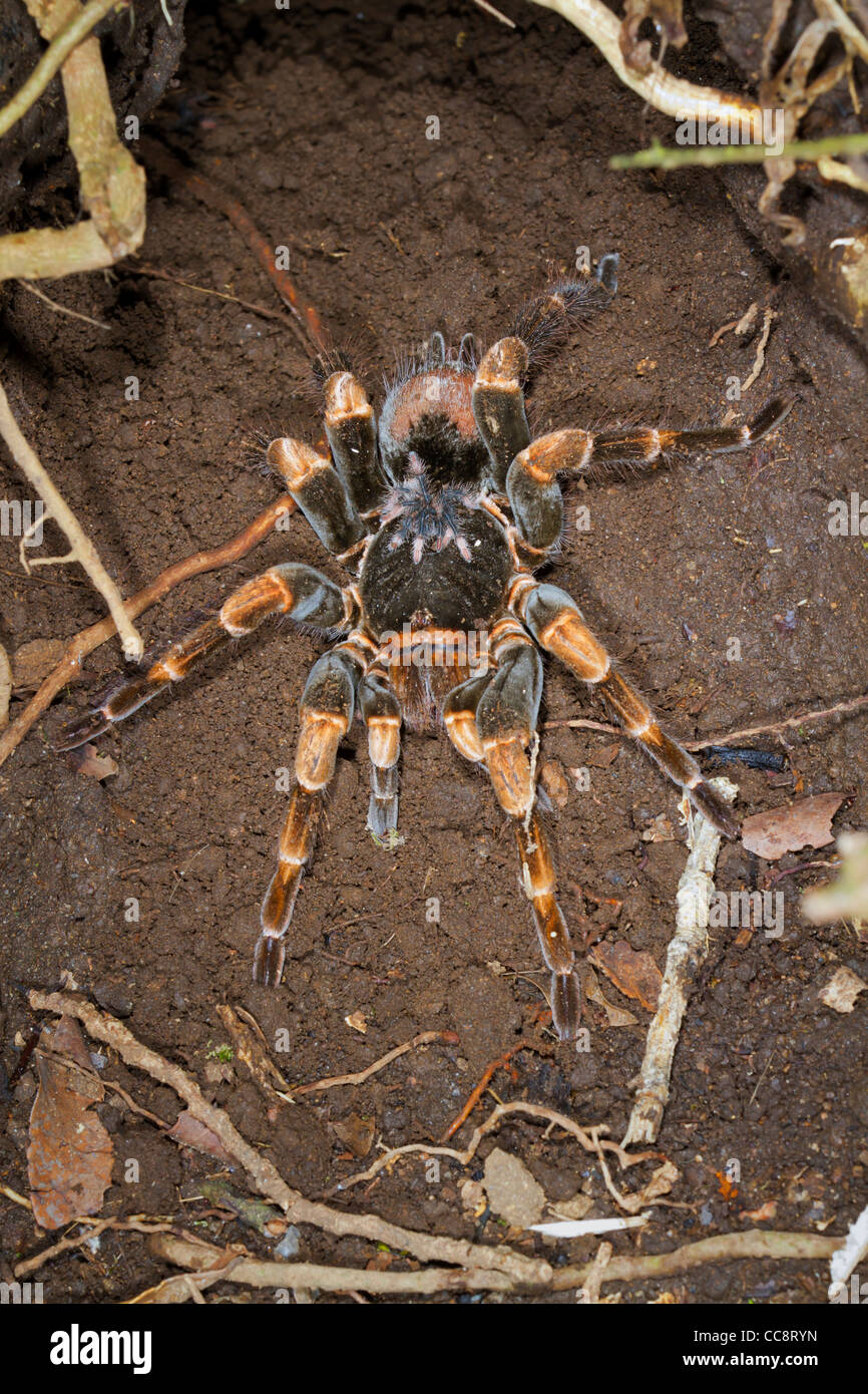 Female Costa Rican Redleg Tarantula (Megaphobema mesomelas) with a baby ...