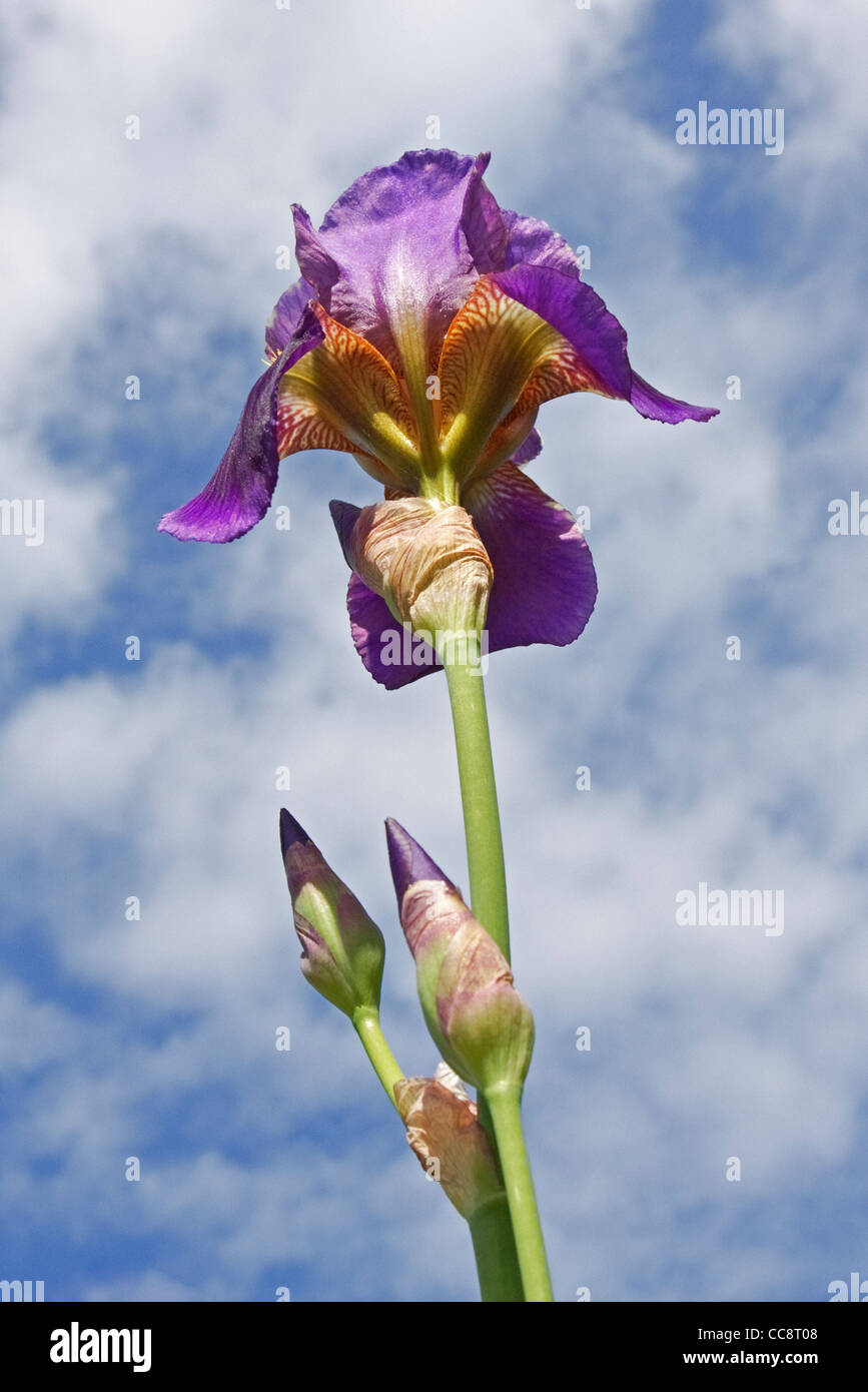 purple iris against cloudy sky Stock Photo - Alamy