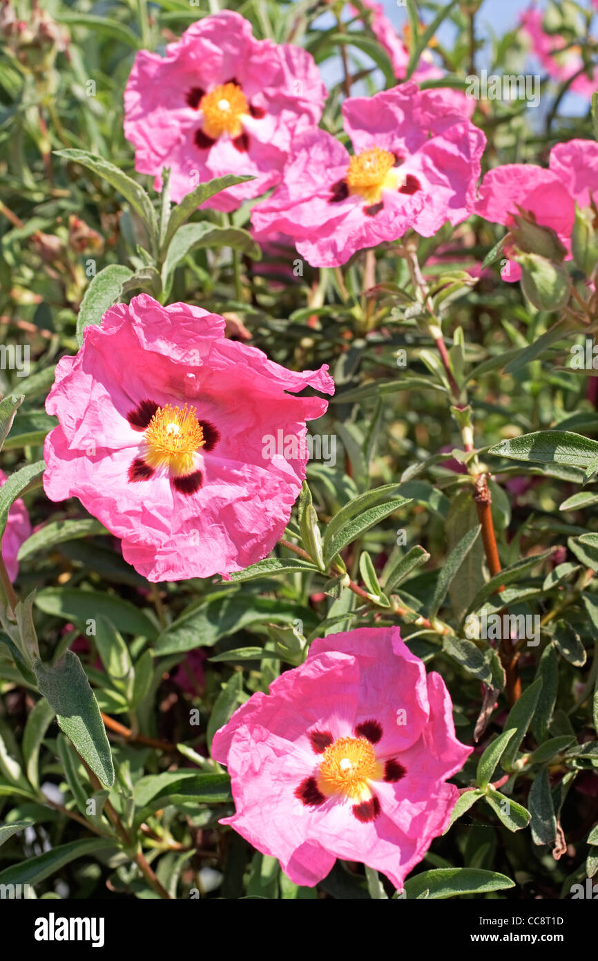 Rock roses hi-res stock photography and images - Alamy