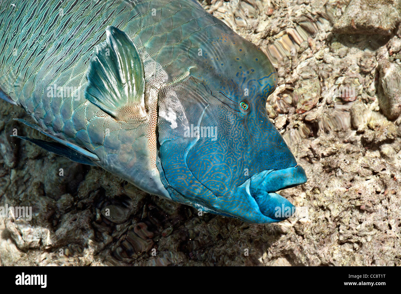 French poissons hi-res stock photography and images - Alamy