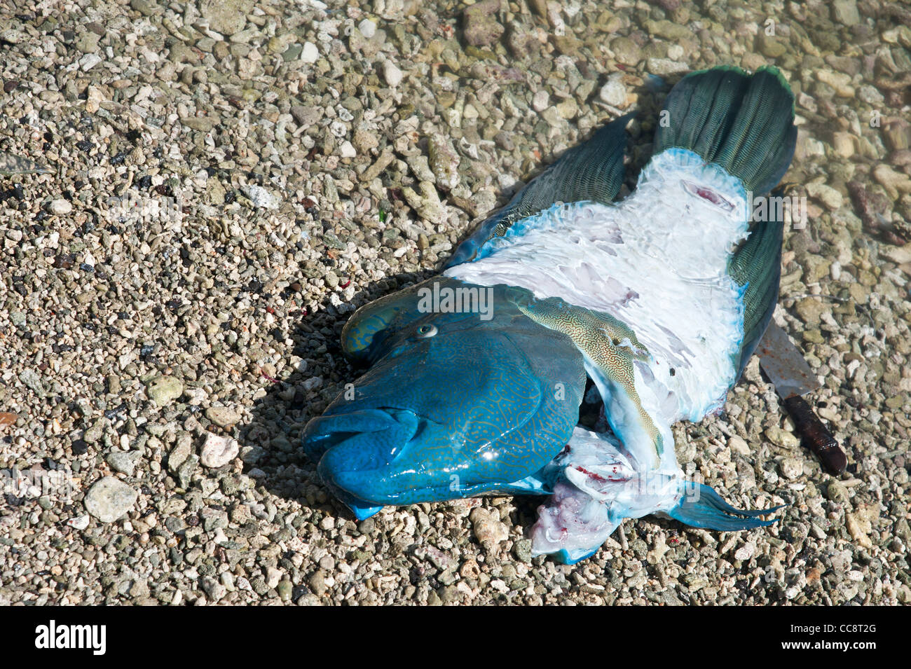 French poissons hi-res stock photography and images - Alamy