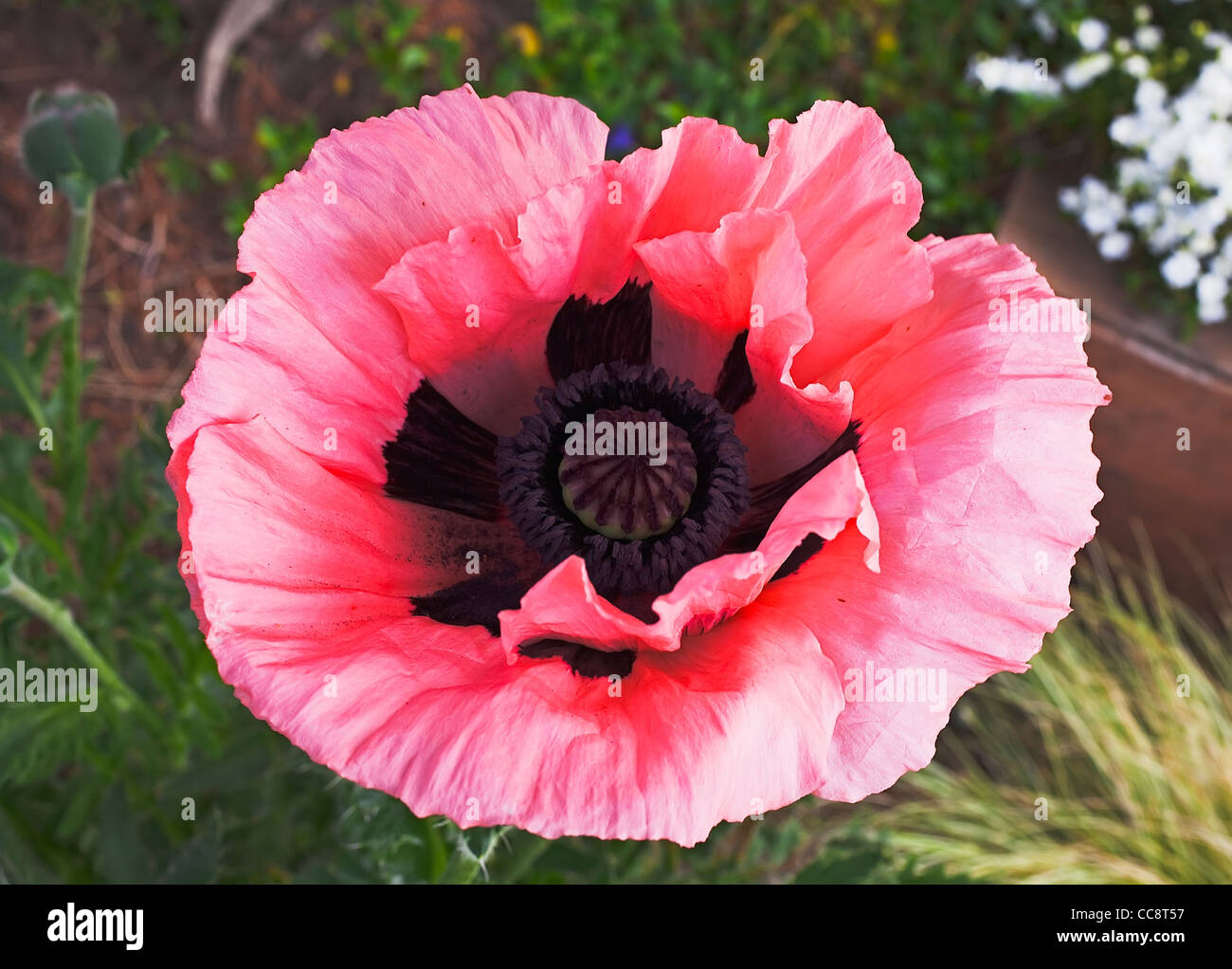 pink Oriental poppy Stock Photo - Alamy