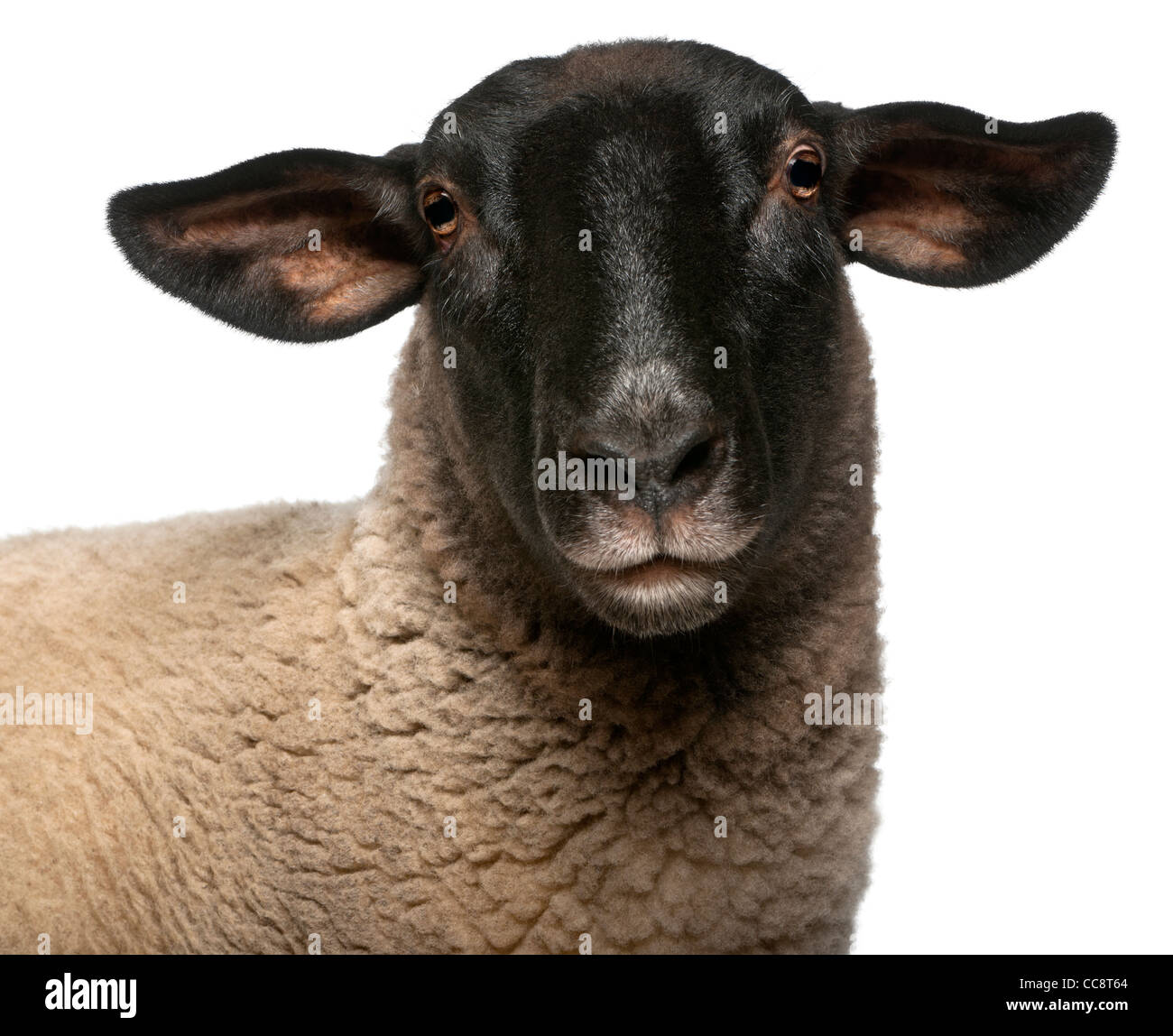 Female Suffolk sheep, Ovis aries, 2 years old, portrait in front of ...