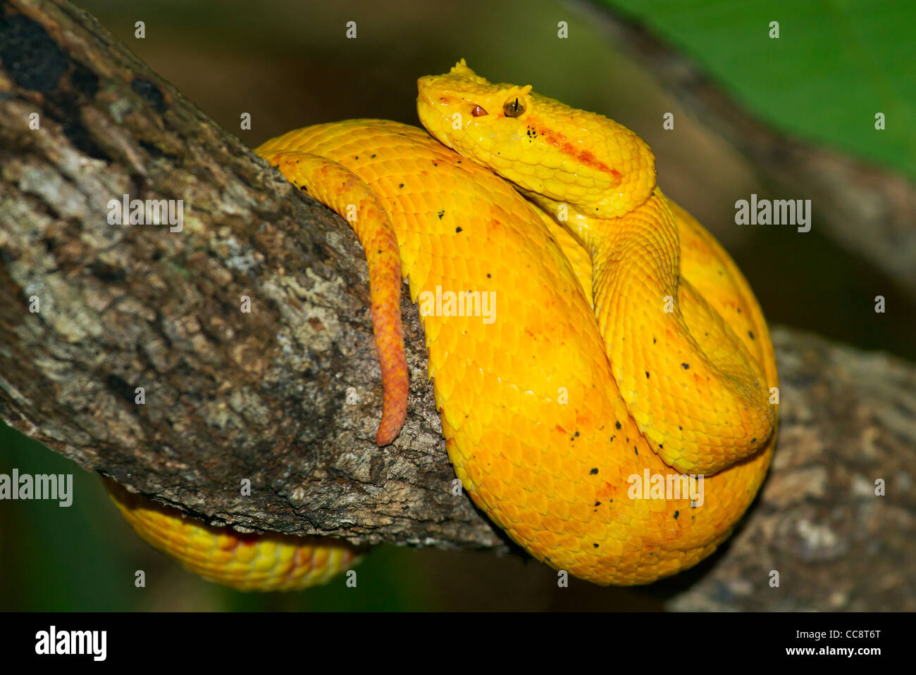 Eyelash Viper (Bothriechis schlegelii) on a tree branch (Puerto Viejo ...