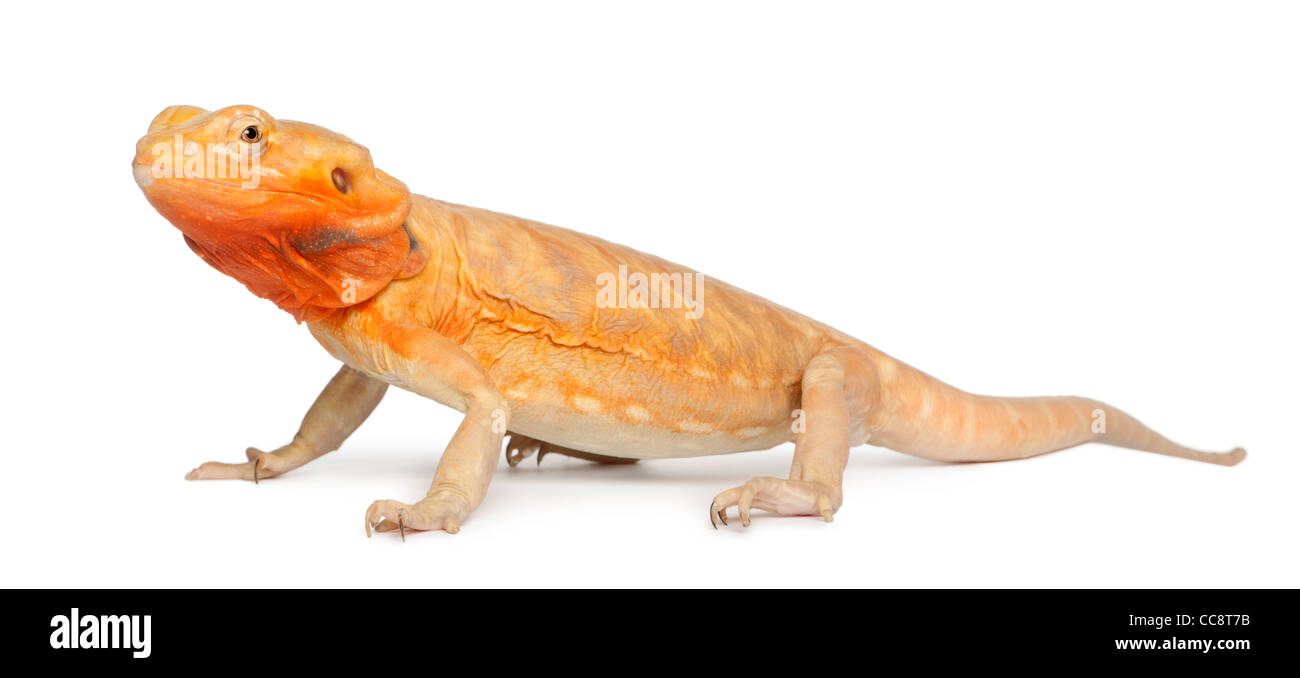 Central Bearded Dragon, Pogona vitticeps, in front of white background ...