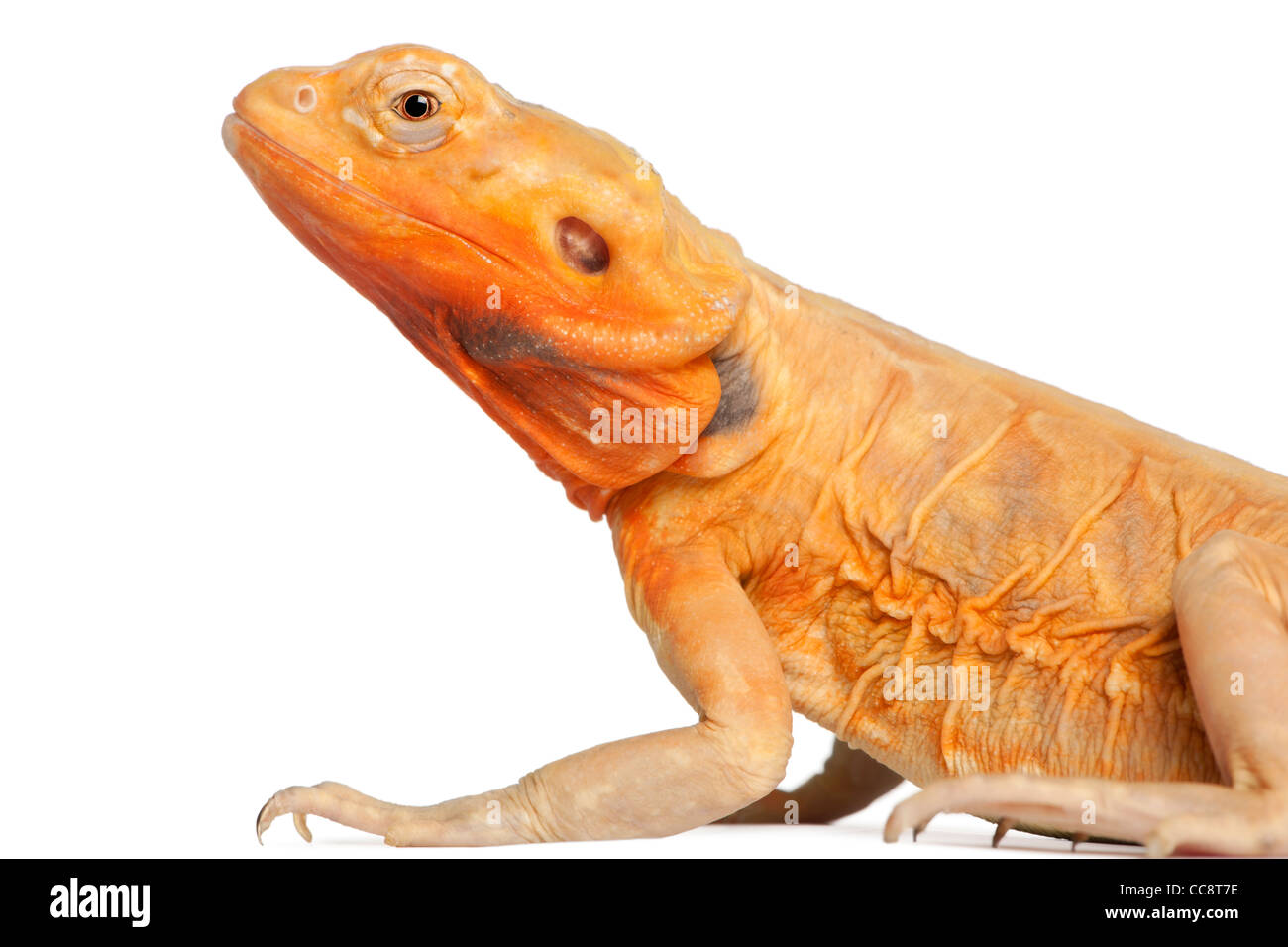 Close-up of Central Bearded Dragon, Pogona vitticeps, in front of white ...