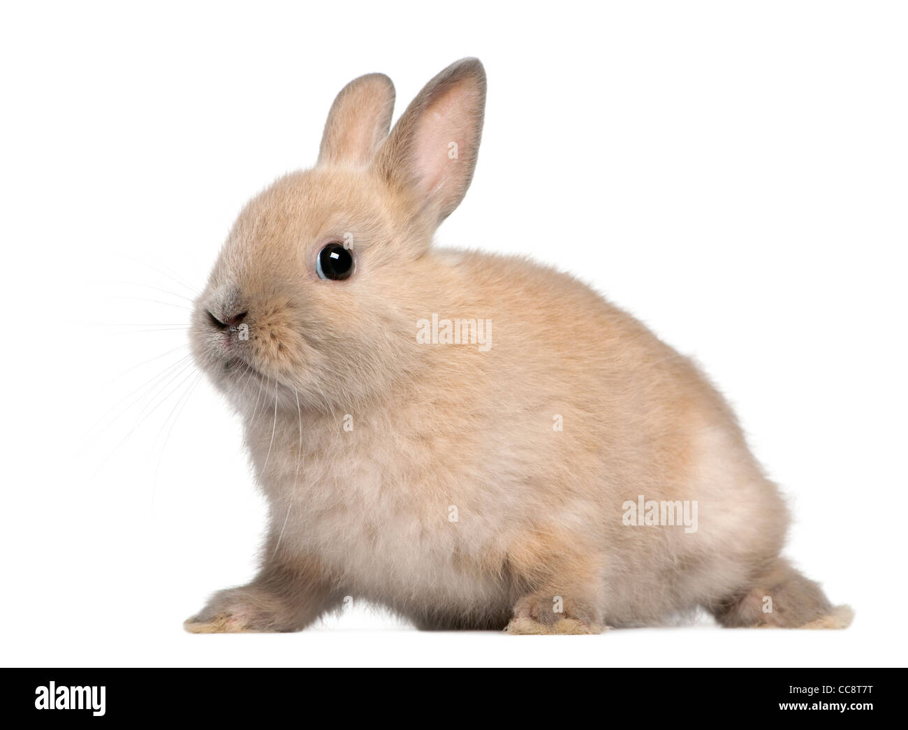Young rabbit in front of white background Stock Photo - Alamy