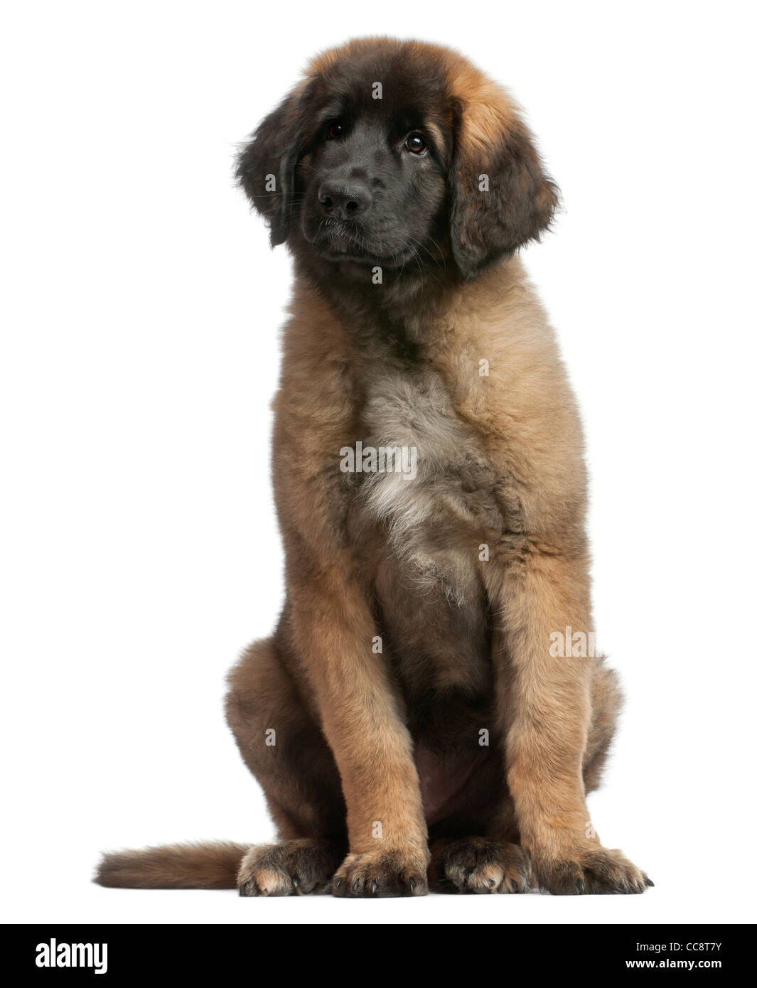 Leonberger hi-res stock photography and images - Alamy