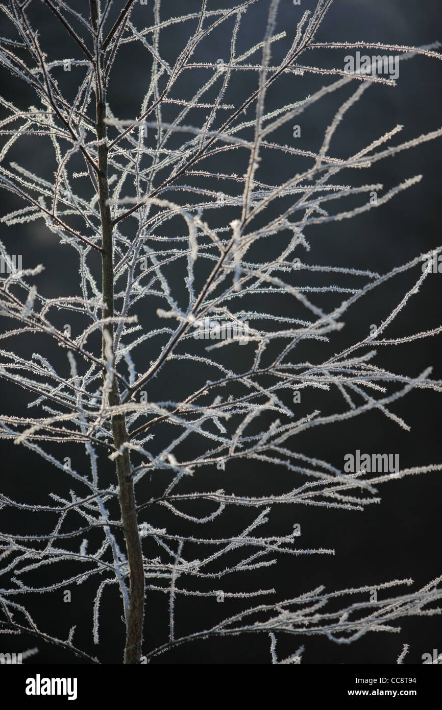 frozen branch of a tree Stock Photo - Alamy