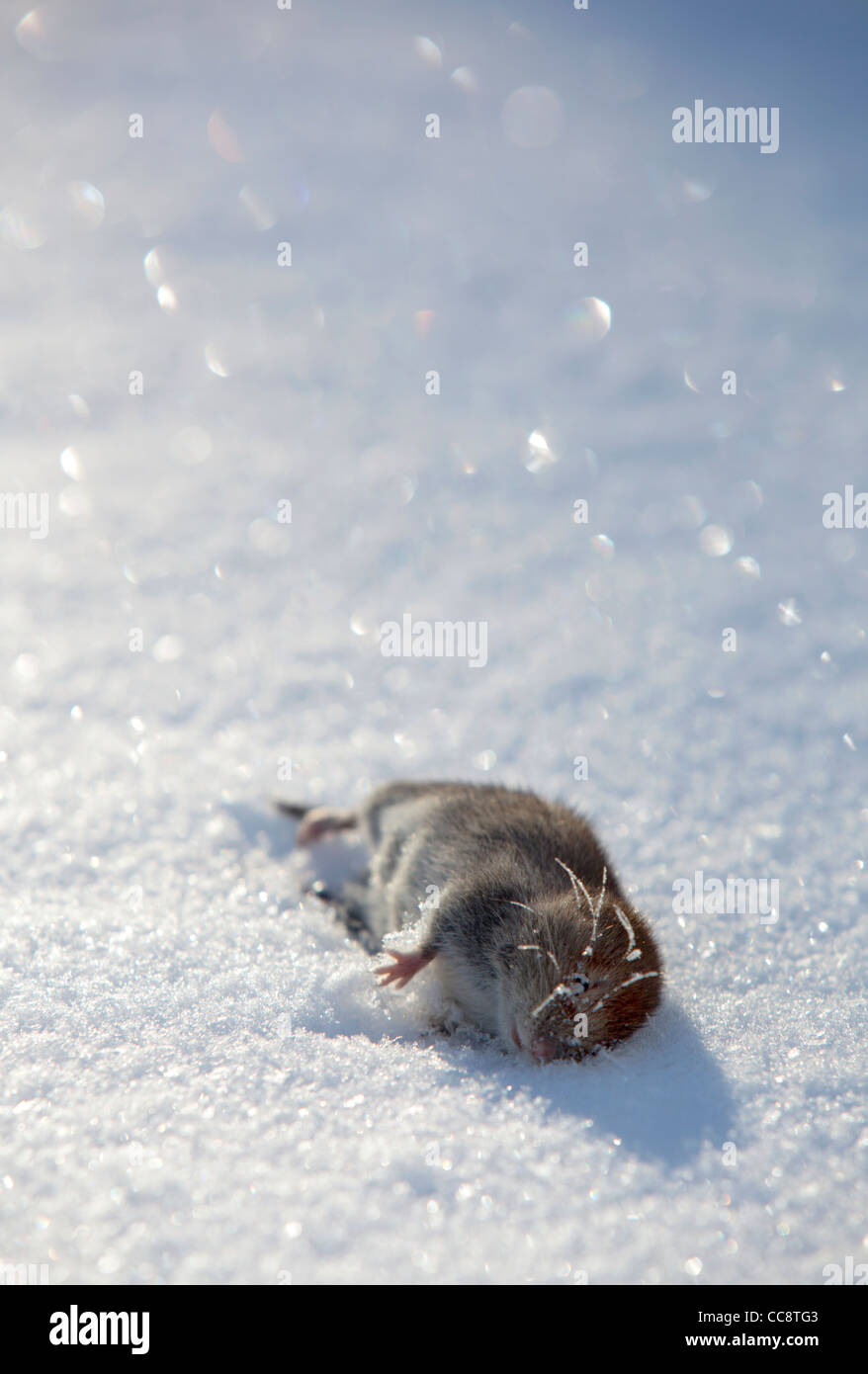 Dead Vole Stock Photos & Dead Vole Stock Images - Alamy